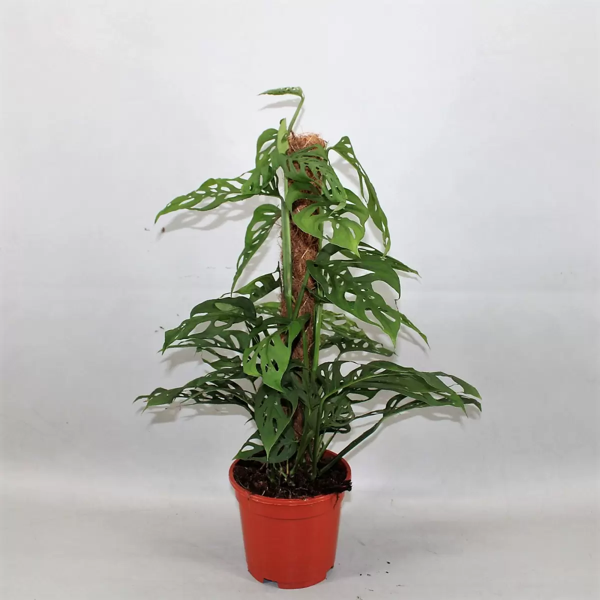 Monstera acuminata 17cm - Cowell's Garden Centre | Woolsington
