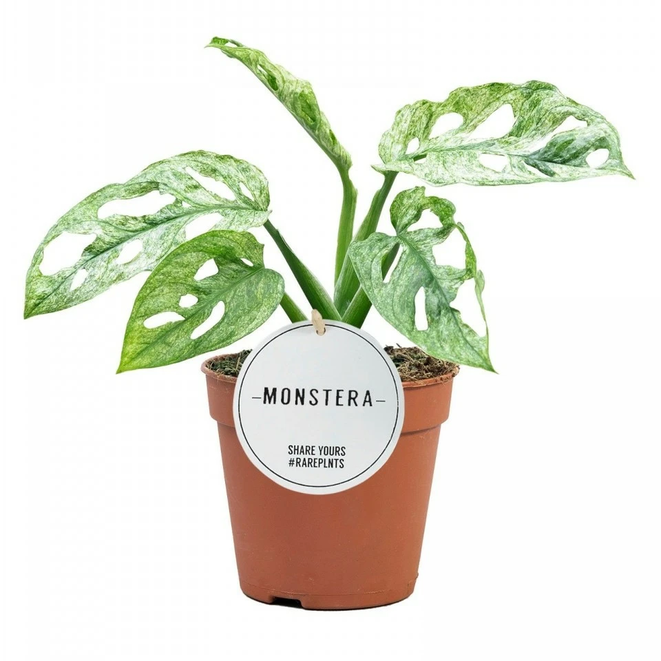 Monstera adansonii 'Mint' 12cm - Cowell's Garden Centre | Woolsington