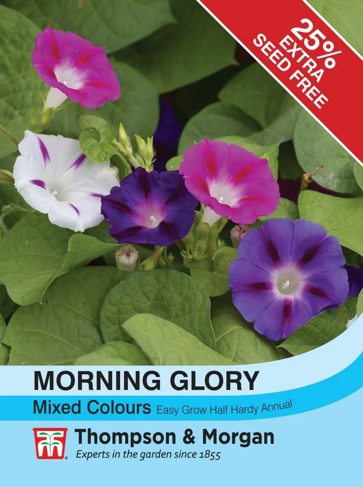 Morning Glory Mixed Colours - Cowell's Garden Centre | Woolsington