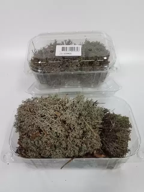 Moss - Silver - Cowell's Garden Centre | Woolsington