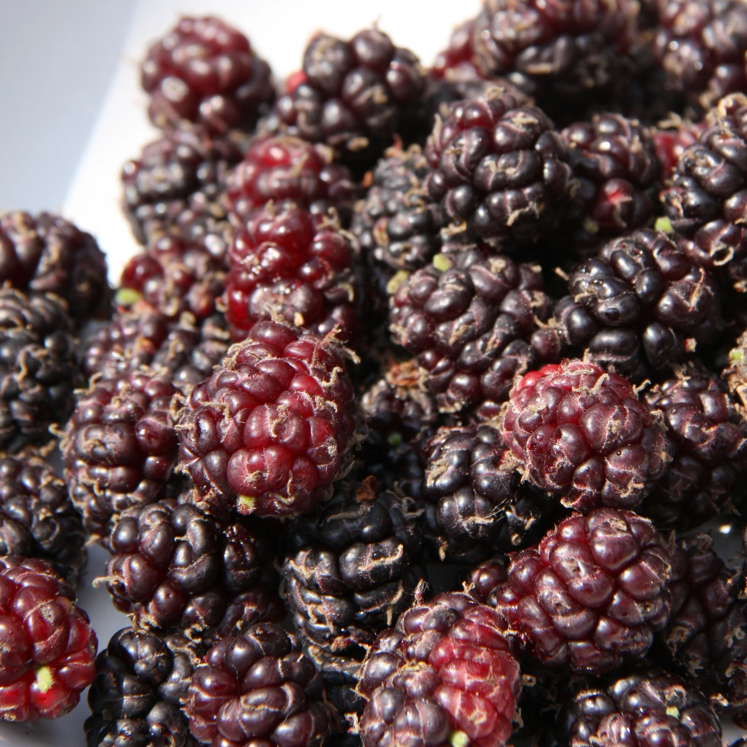 Mulberry 'Chelsea' (King James) - Half-Standard - Cowell's Garden ...