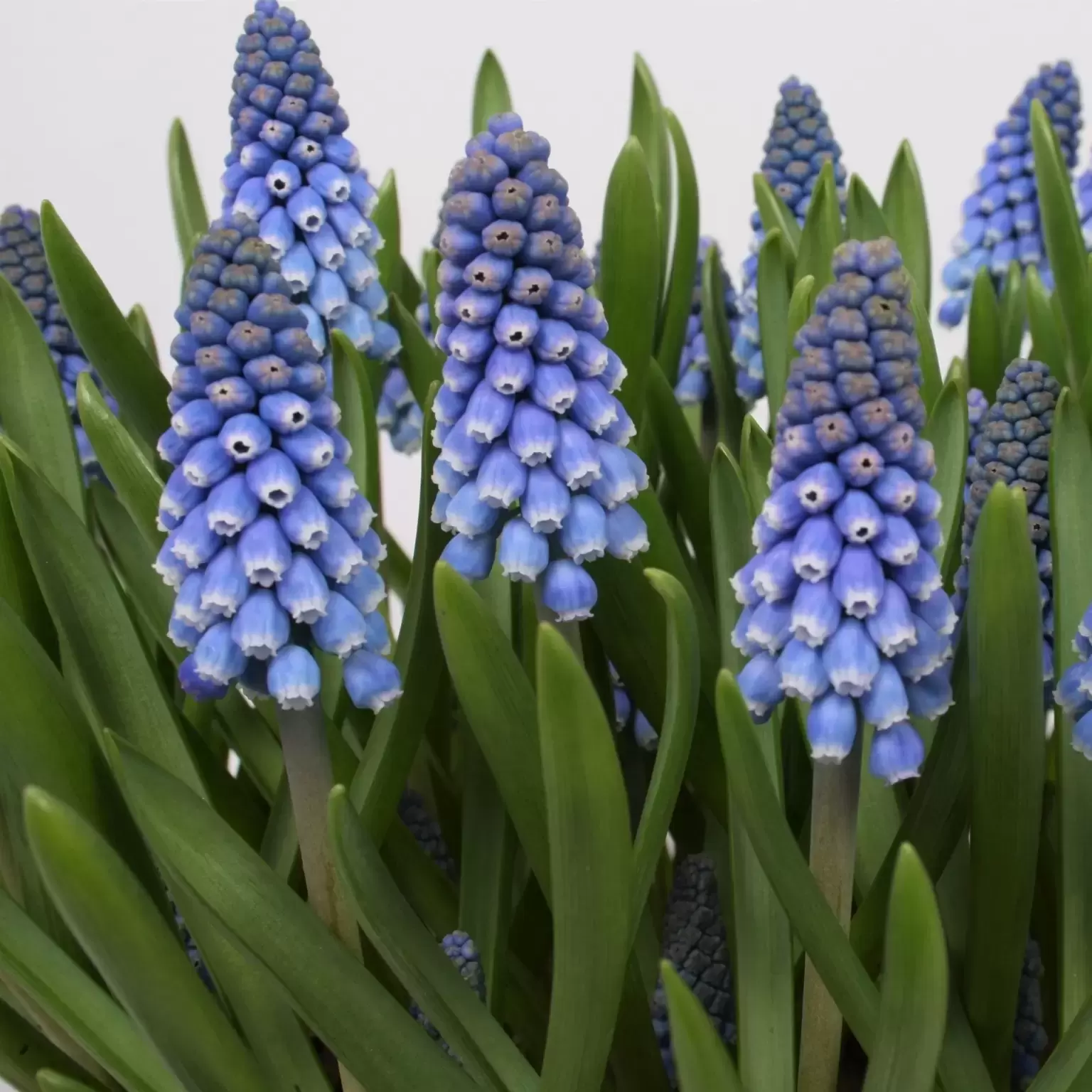 Muscari 'Big Smile' 9cm - Cowell's Garden Centre | Woolsington
