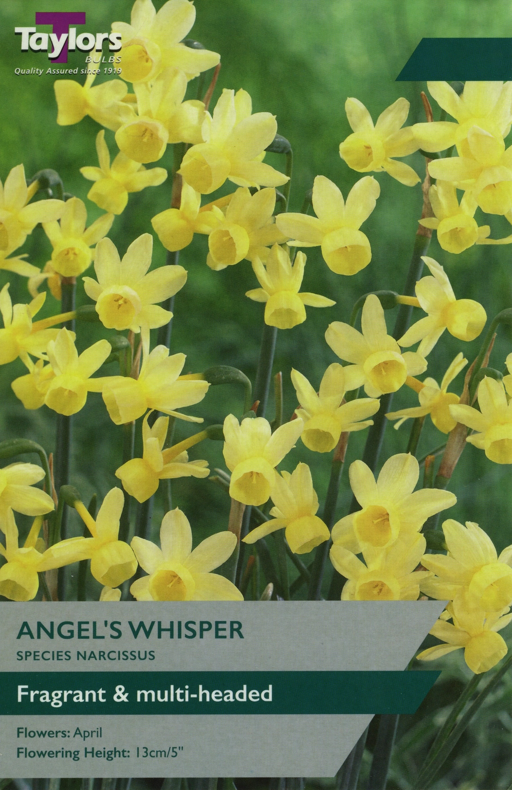 Narcissus Angels Whisper - Cowell's Garden Centre | Woolsington