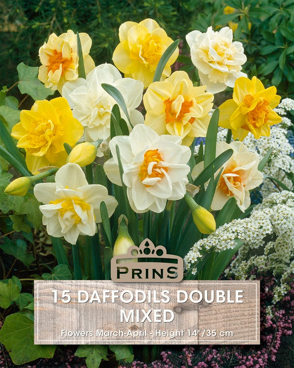 Narcissus Double Mixed - Cowell's Garden Centre | Woolsington