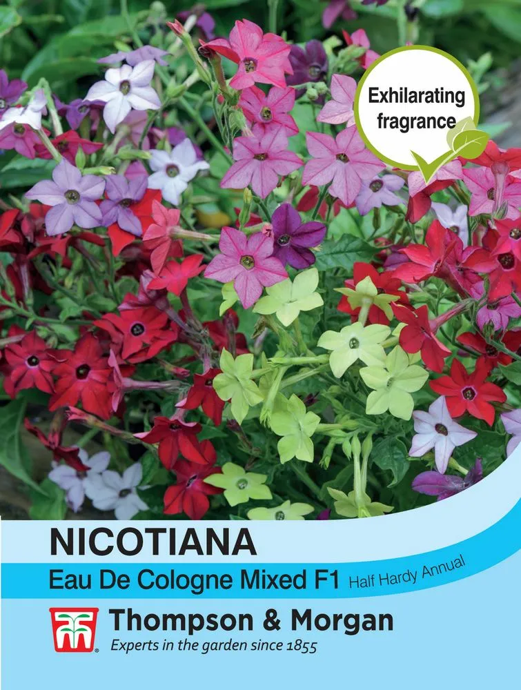 Nicotiana Eau De Cologne Mixed F1 - Cowell's Garden Centre | Woolsington