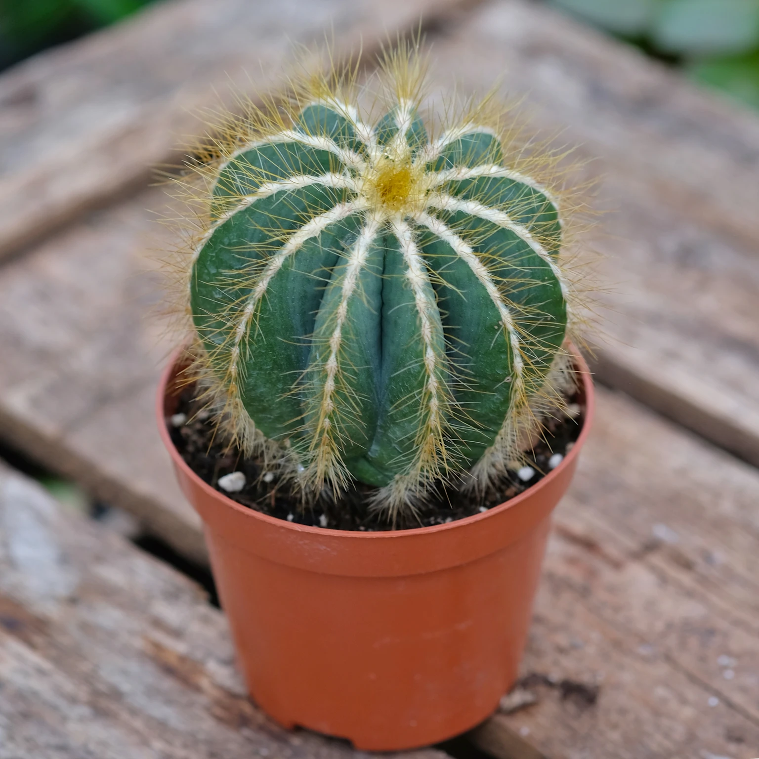 Notocactus magnificus - Cowell's Garden Centre | Woolsington