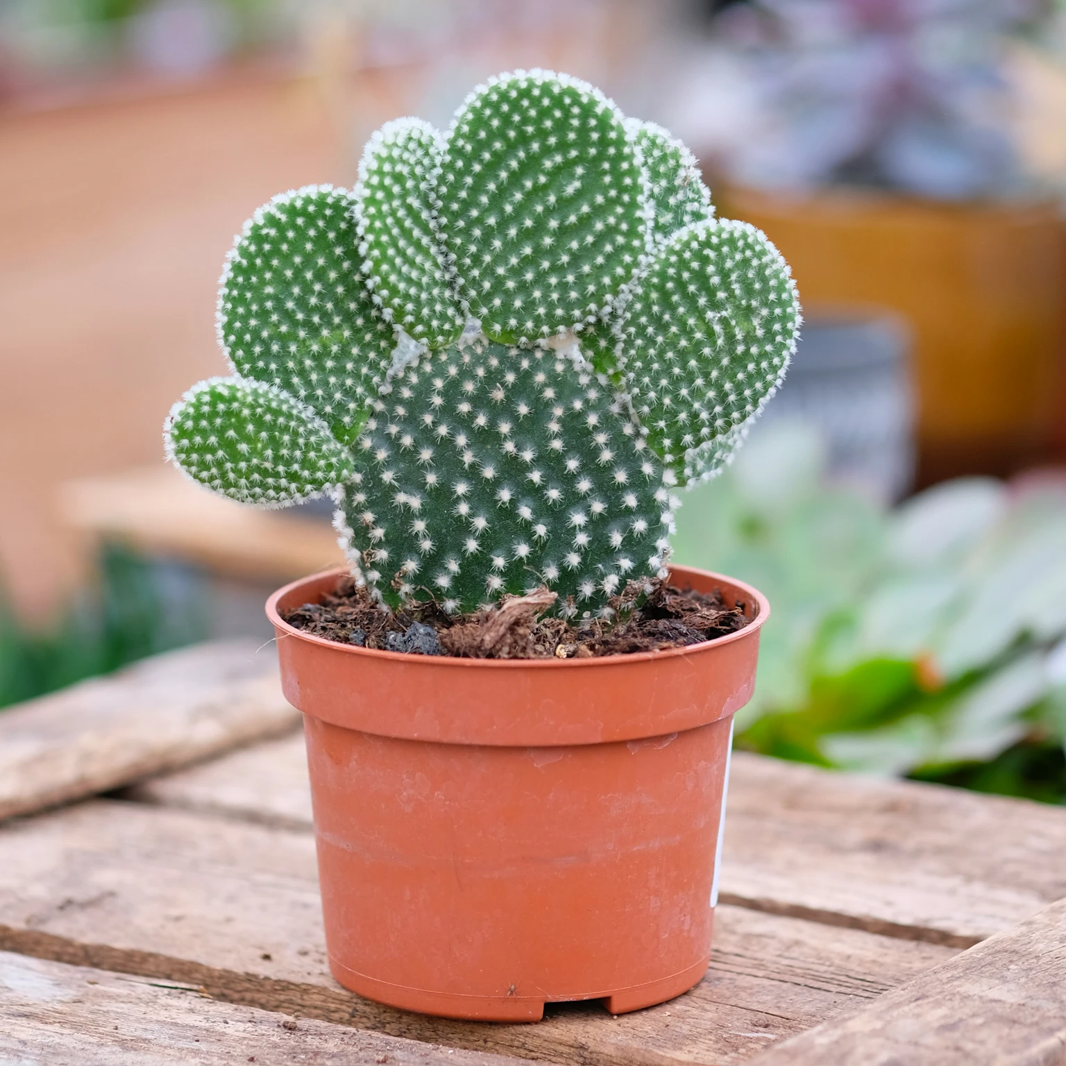 Opuntia microdasys 12cm - Cowell's Garden Centre | Woolsington