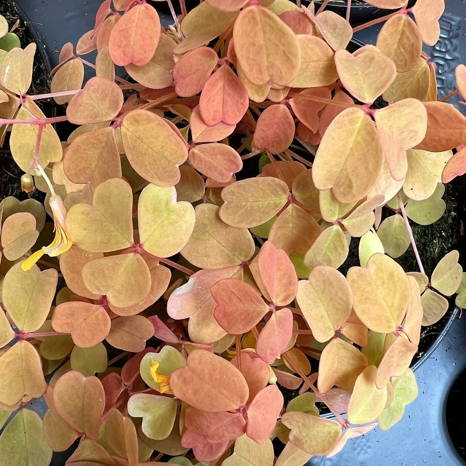 Oxalis spiralis vulcanicola 'Sunset Velvet' - Cowell's Garden Centre ...