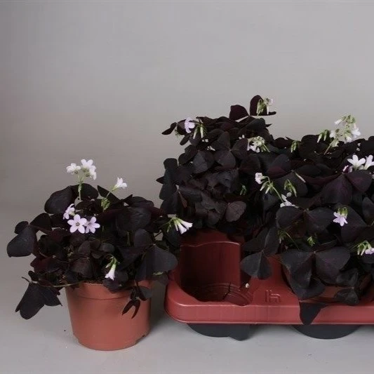 Oxalis triangularis 'Pink' - Cowell's Garden Centre | Woolsington