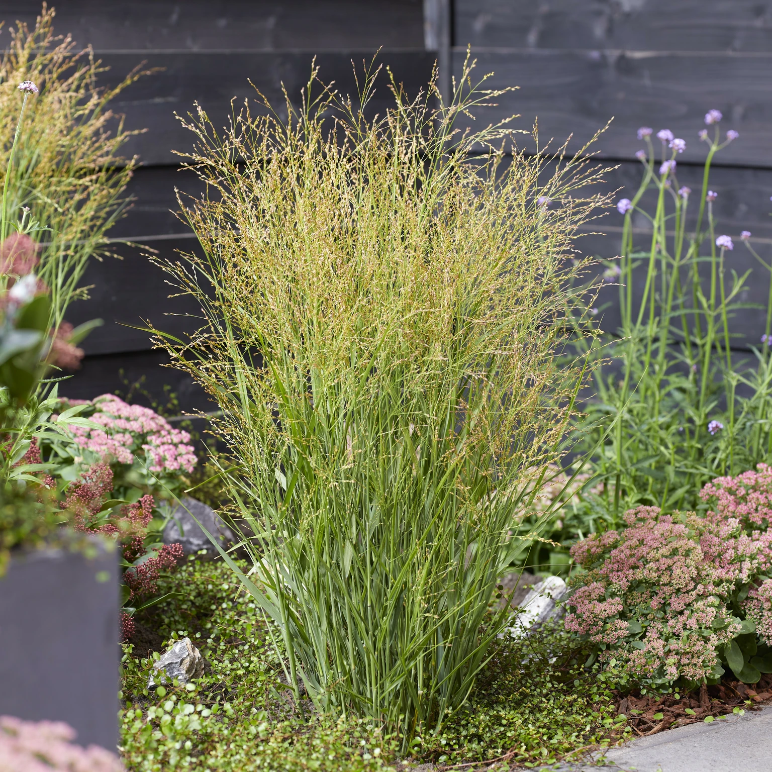 Panicum virgatum 'Buffalo Green' 1L - Cowell's Garden Centre | Woolsington