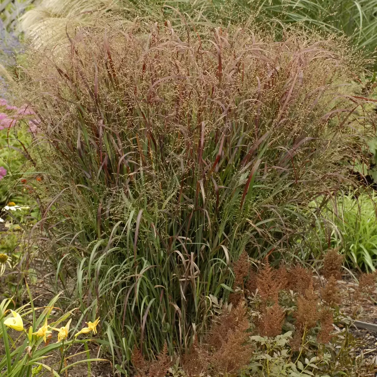 Panicum virgatum 'Prairie Sky' 2L - Cowell's Garden Centre | Woolsington