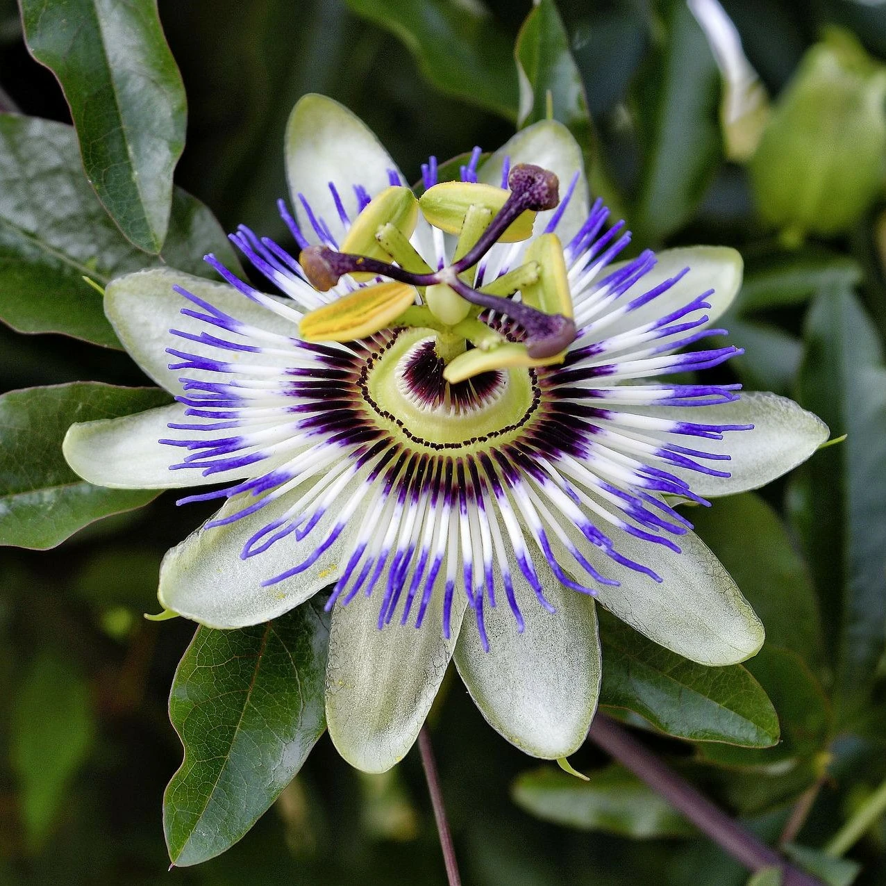 Passiflora caerulea - Cowell's Garden Centre | Woolsington