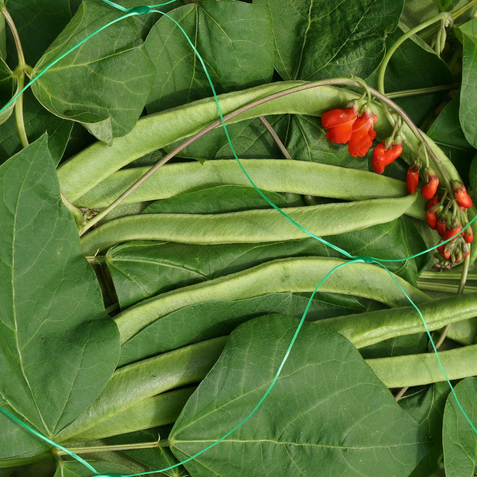 Pea & Bean Netting - 2m x 10m - Cowell's Garden Centre | Woolsington