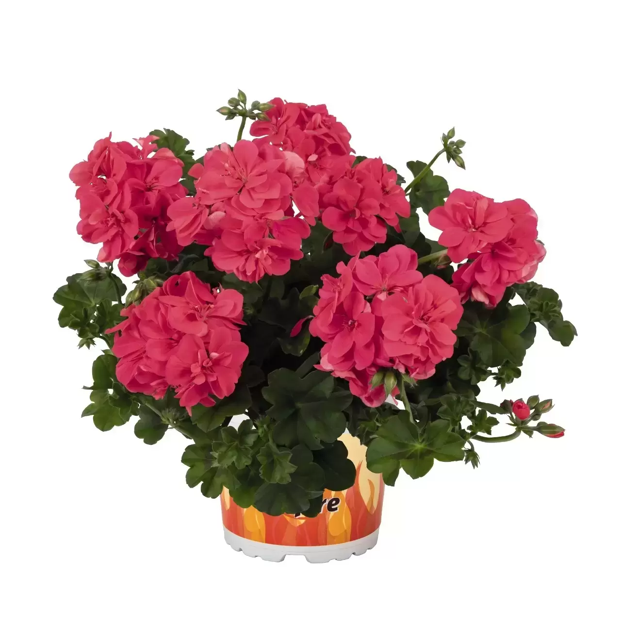Pelargonium 'Great Balls of Fire® Melon' - Cowell's Garden Centre ...
