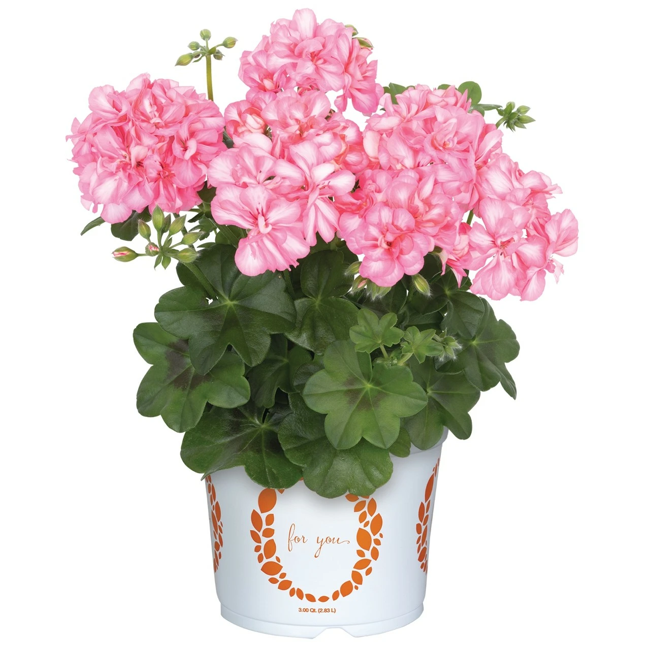 Pelargonium 'Great Balls of Fire® Salmon Bicolor' - Cowell's Garden ...