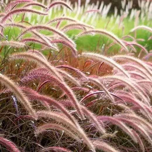 Pennisetum advena 'Summer Samba' - Cowell's Garden Centre | Woolsington