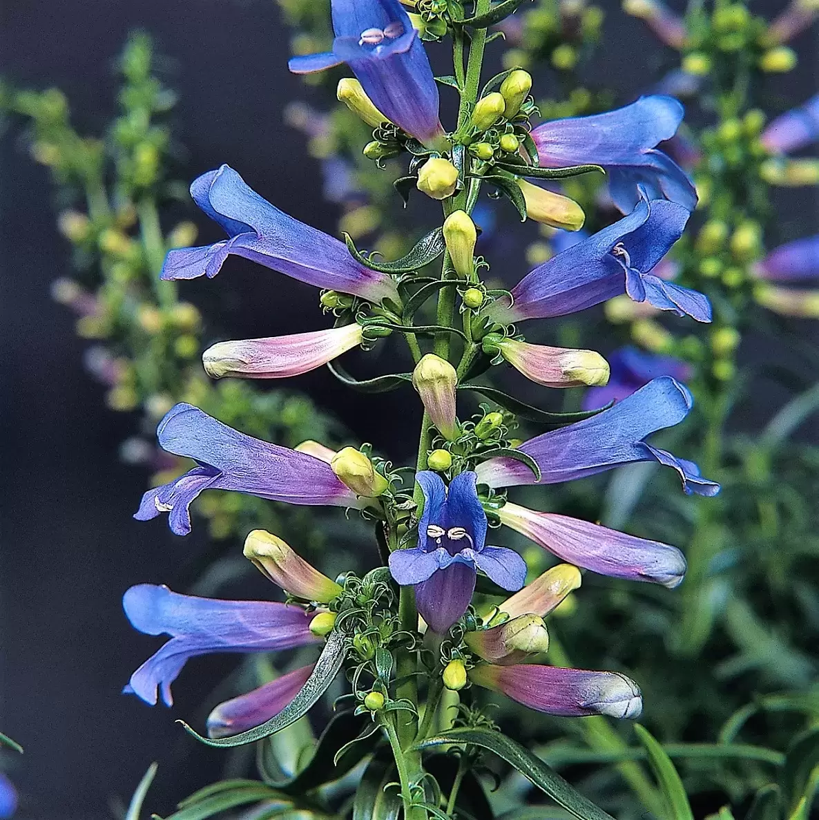 Penstemon 'Electric Blue' 1L - Cowell's Garden Centre | Woolsington