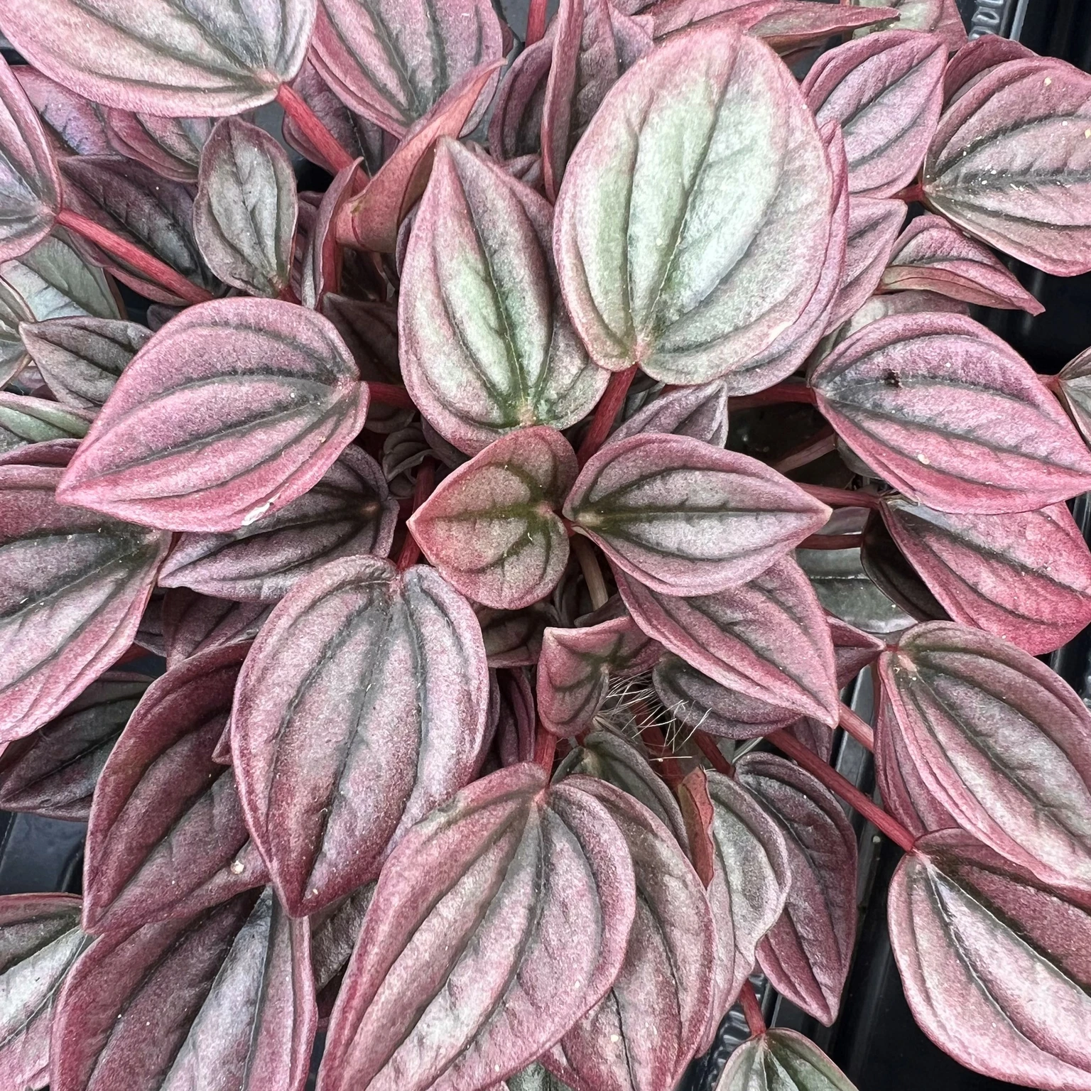 Peperomia caperata 'Cayenne' 12cm - Cowell's Garden Centre | Woolsington