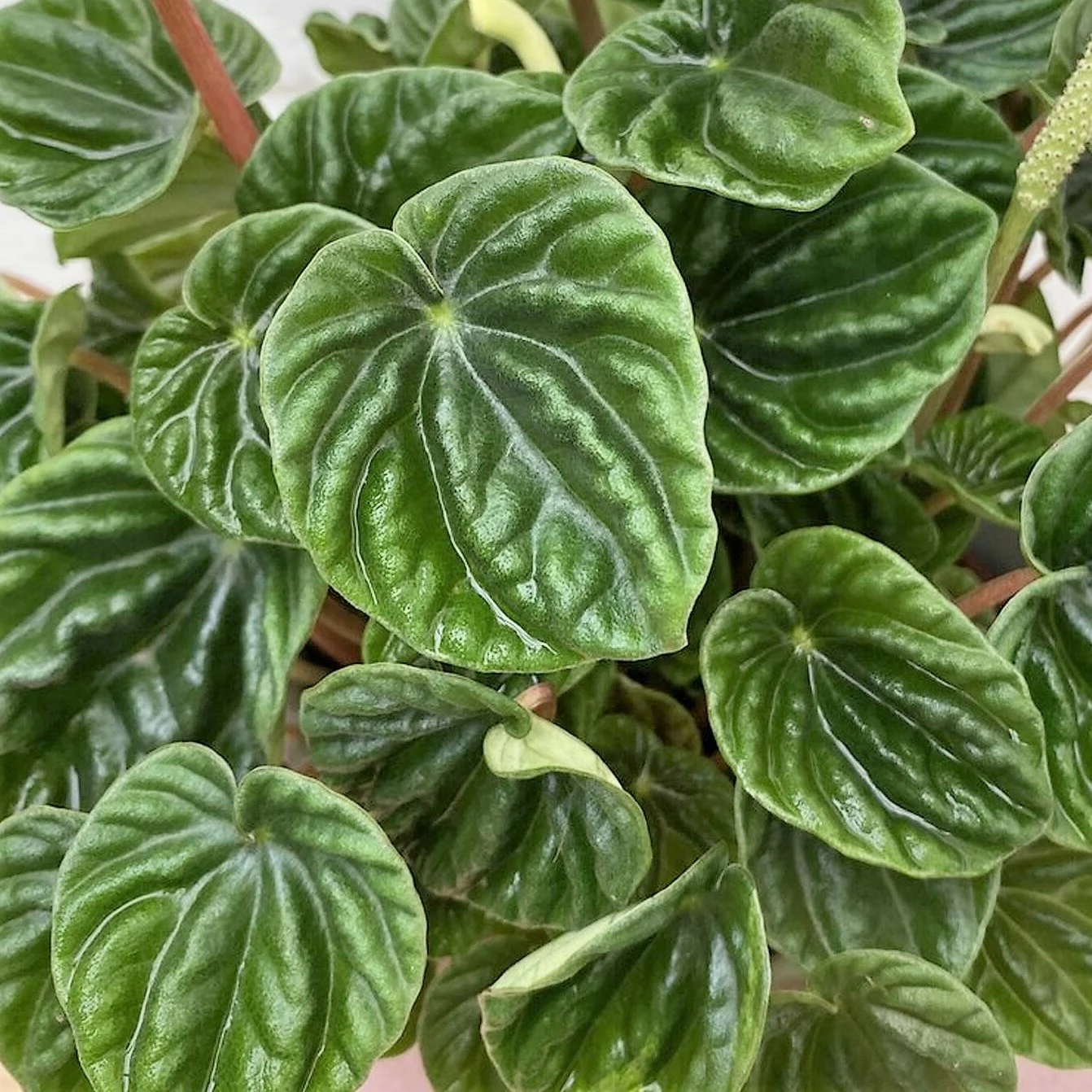 Peperomia caperata 'Lilian' 12cm - Cowell's Garden Centre | Woolsington