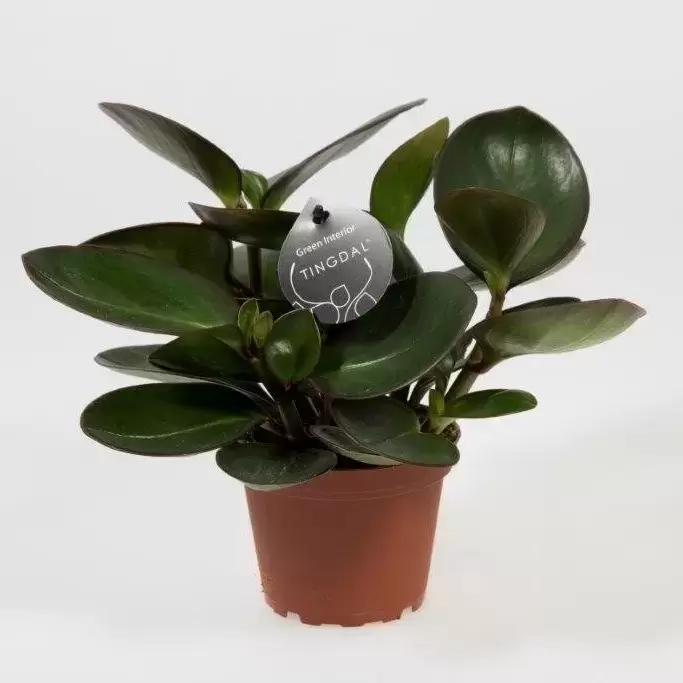 Peperomia obtusifolia 'Red Margin' 12cm - Cowell's Garden Centre ...