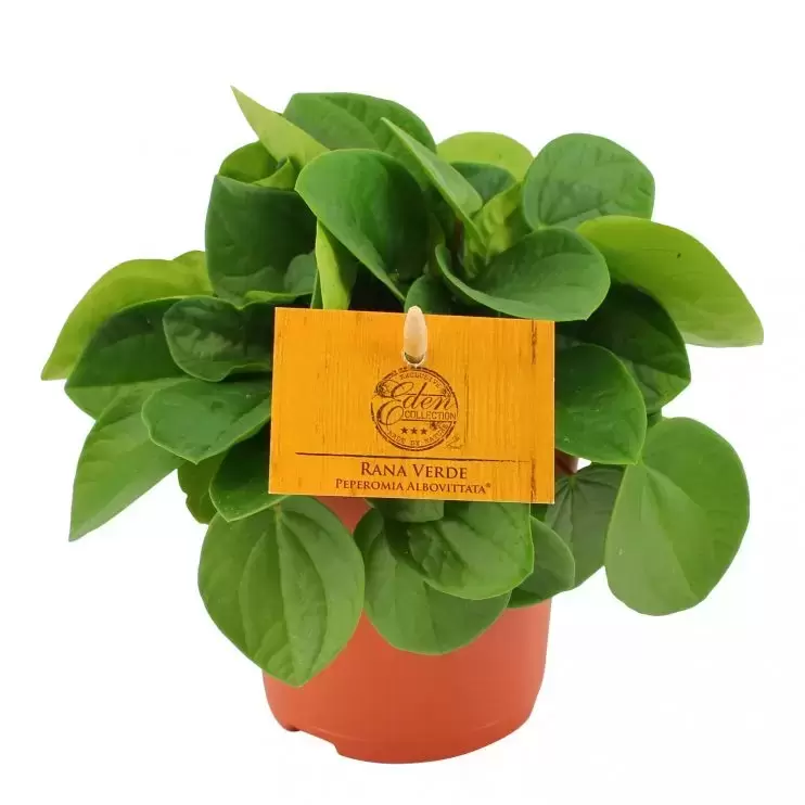 Peperomia albovittata 'Rana Verde' - Cowell's Garden Centre | Woolsington