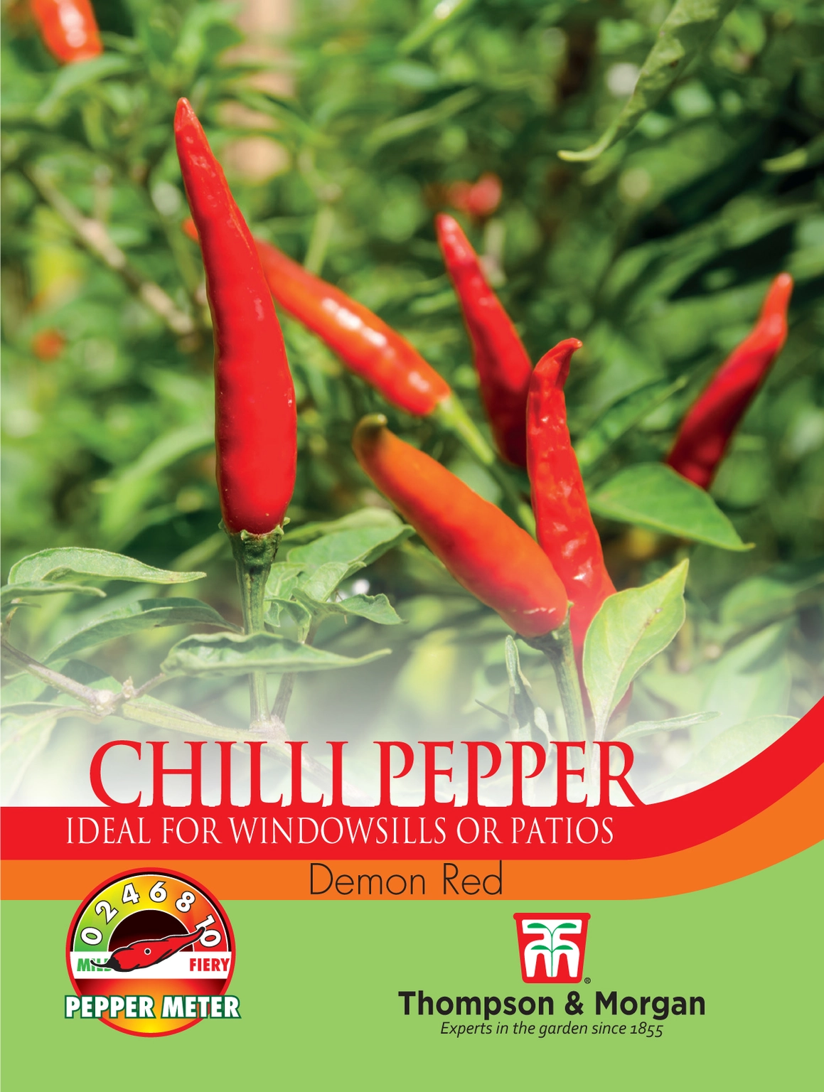 Pepper (Chilli) Demon Red - Cowell's Garden Centre | Woolsington