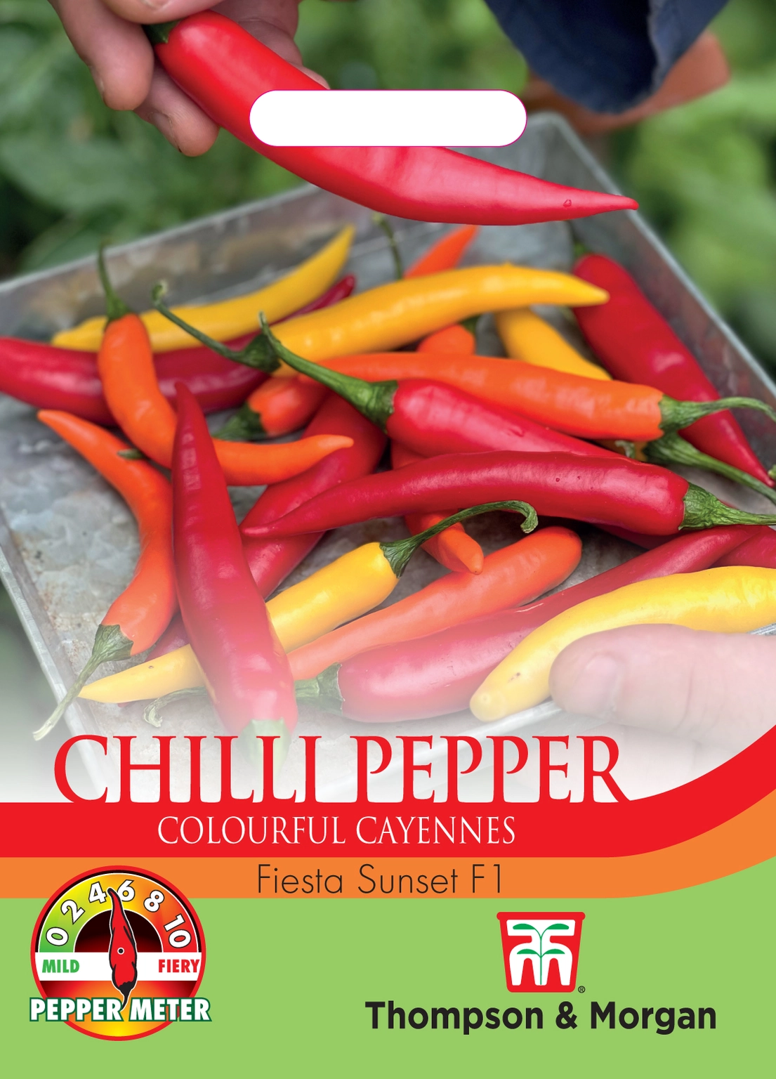 Pepper (Chilli) Fiesta Sunset F1 - Cowell's Garden Centre | Woolsington