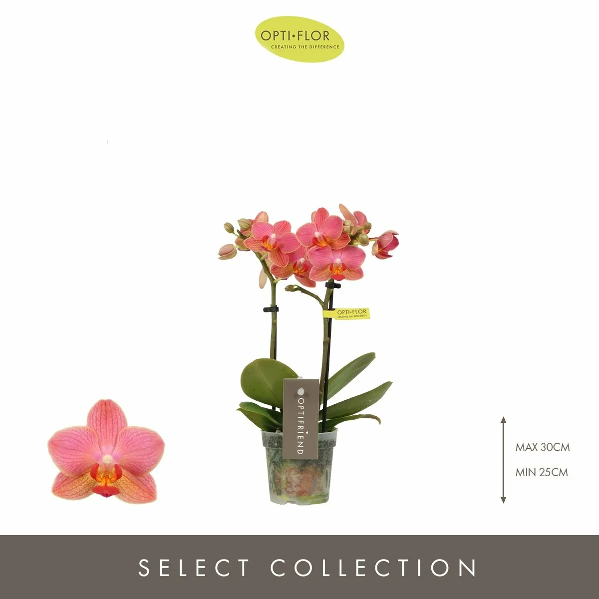 Phalaenopsis Optifriend 'Gwen' - Cowell's Garden Centre | Woolsington