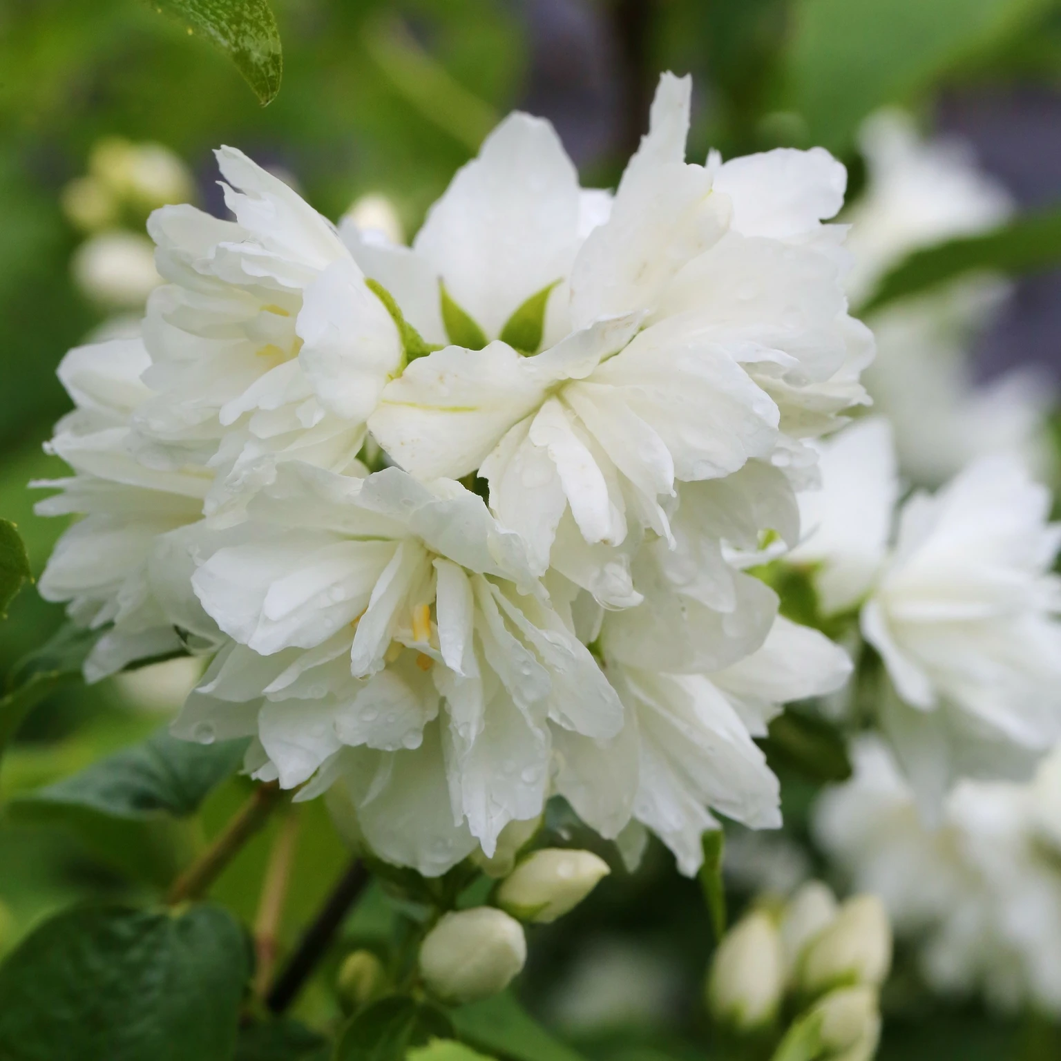 Philadelphus 'Minnesota Snowflake' - Cowell's Garden Centre | Woolsington