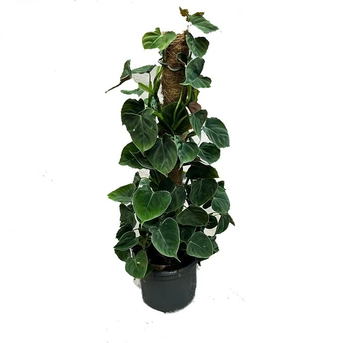 Philodendron lupinum - Cowell's Garden Centre | Woolsington