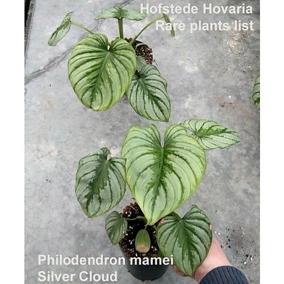 Philodendron mamei 'Silver Cloud' - Cowell's Garden Centre | Woolsington