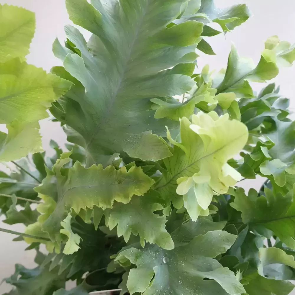 Phlebodium aureum 'Davana' 12cm - Cowell's Garden Centre | Woolsington