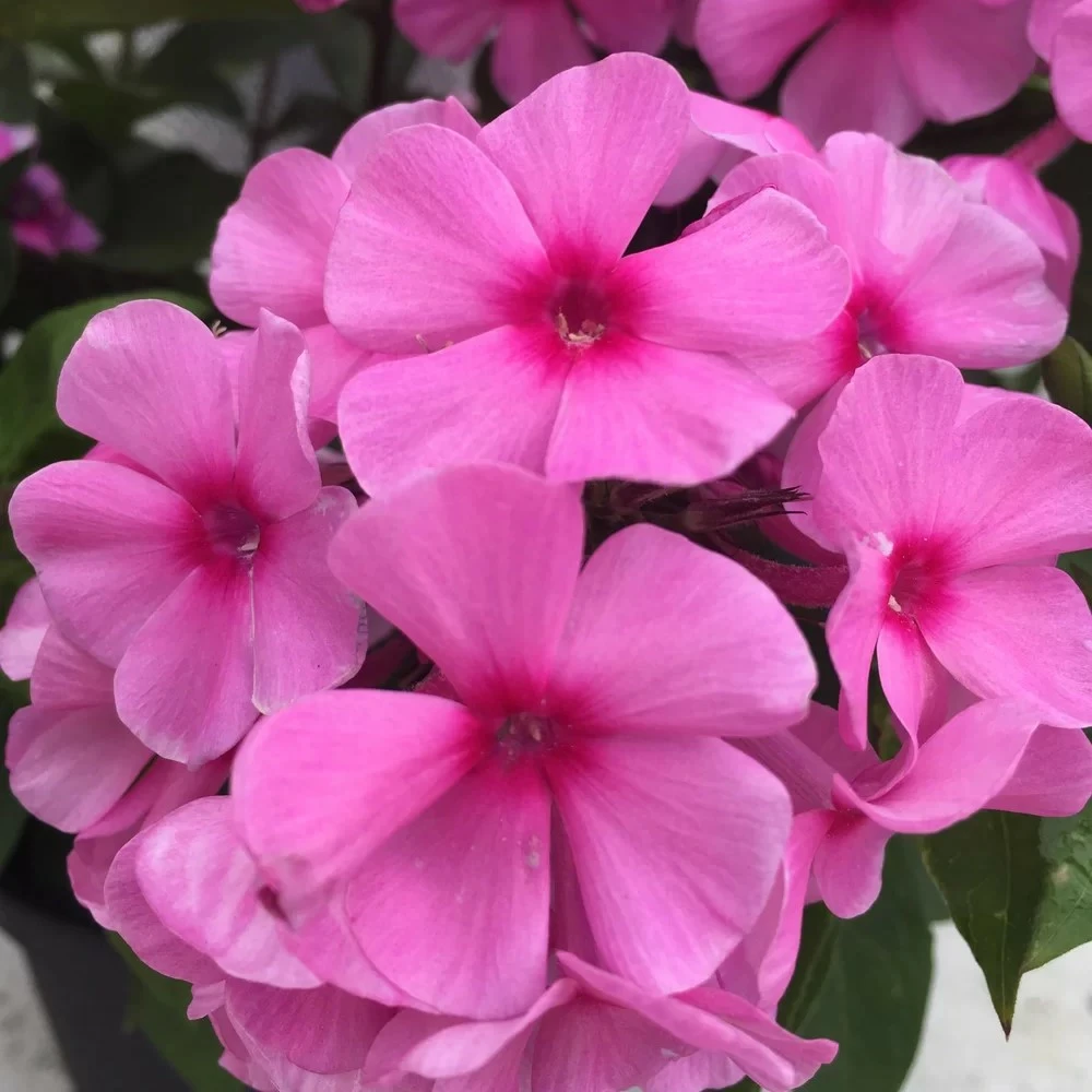 Phlox paniculata 'Famous Cerise' - Cowell's Garden Centre | Woolsington