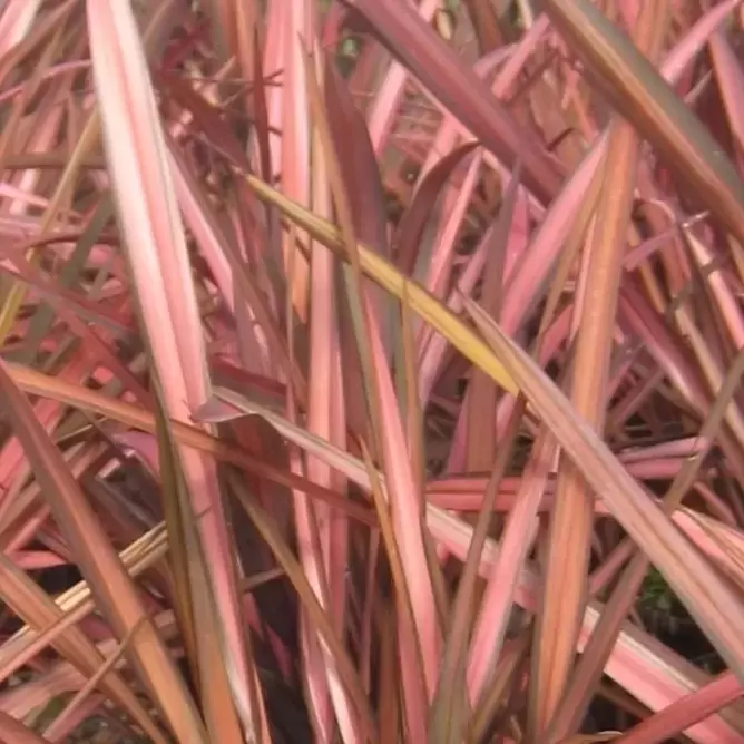 Phormium 'Pink Panther' - Cowell's Garden Centre | Woolsington