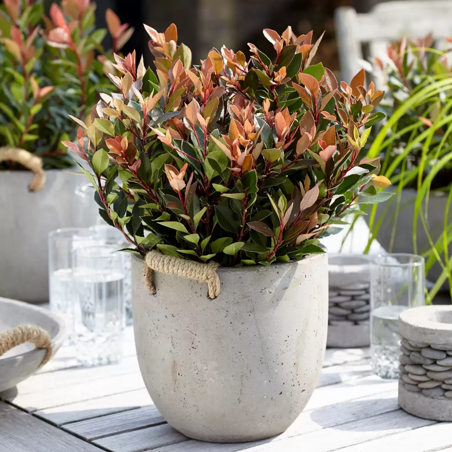 Photinia x fraseri 'Chico' 2L - Cowell's Garden Centre | Woolsington