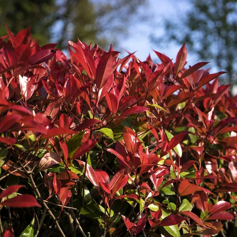 Photinia x fraseri 'Devil's Dream' 2.3L - Cowell's Garden Centre ...