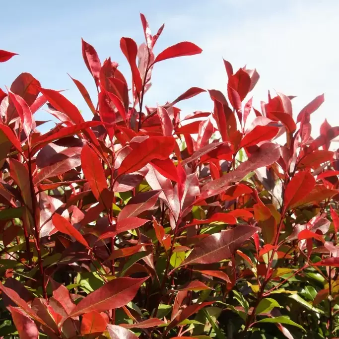 Photinia x fraseri 'Red Robin' 3L - Cowell's Garden Centre | Woolsington