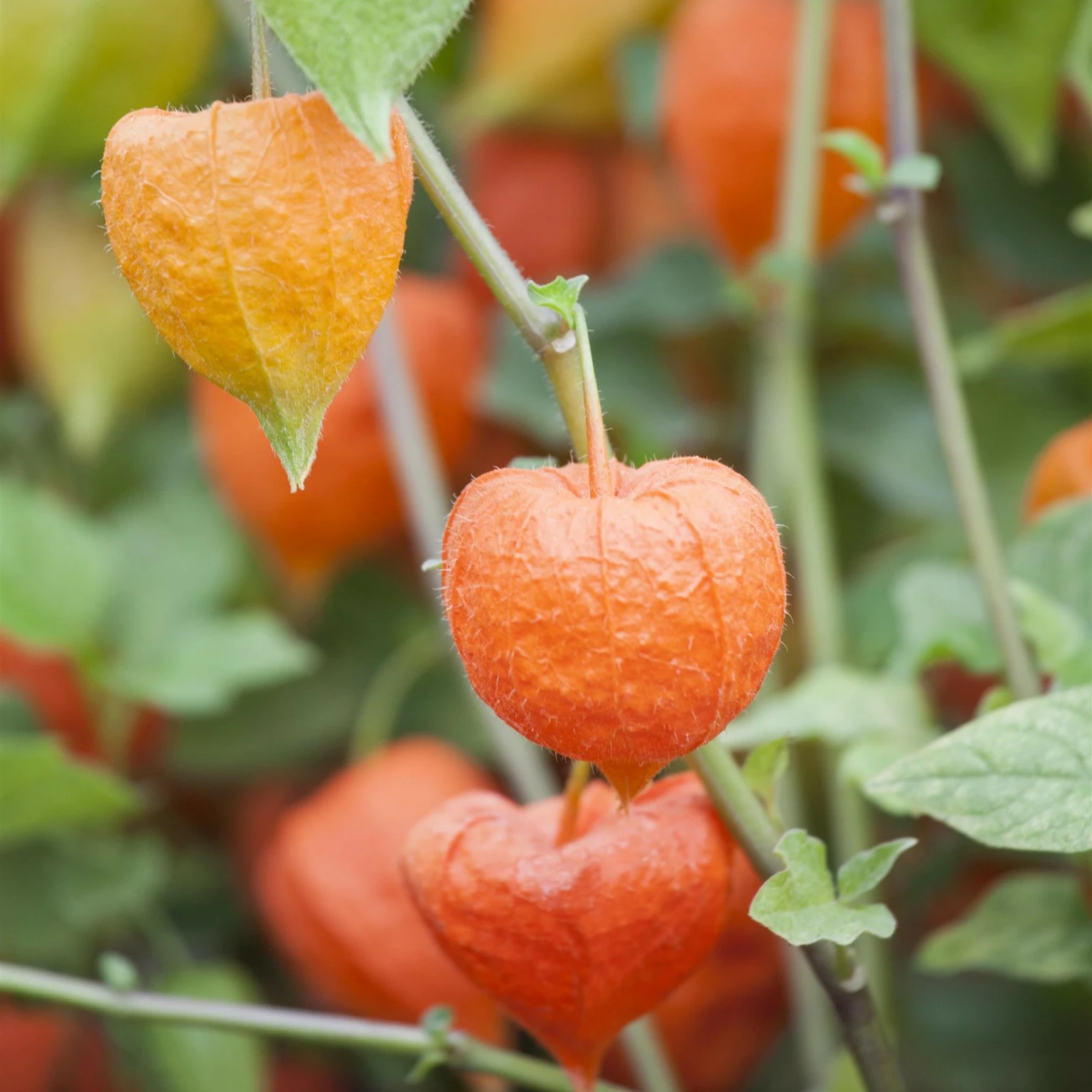 Physalis alkekengi var. franchetii 1L - Cowell's Garden Centre | Woolsington