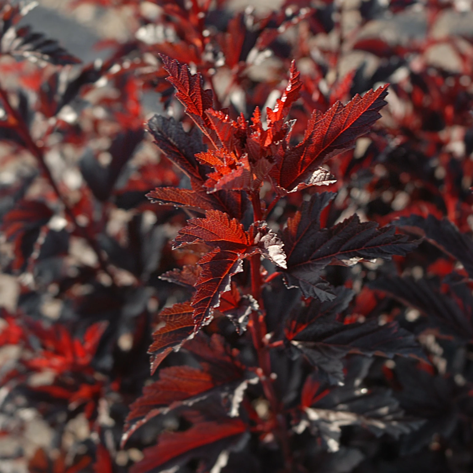 Physocarpus opulifolius 'All Black' - Cowell's Garden Centre | Woolsington