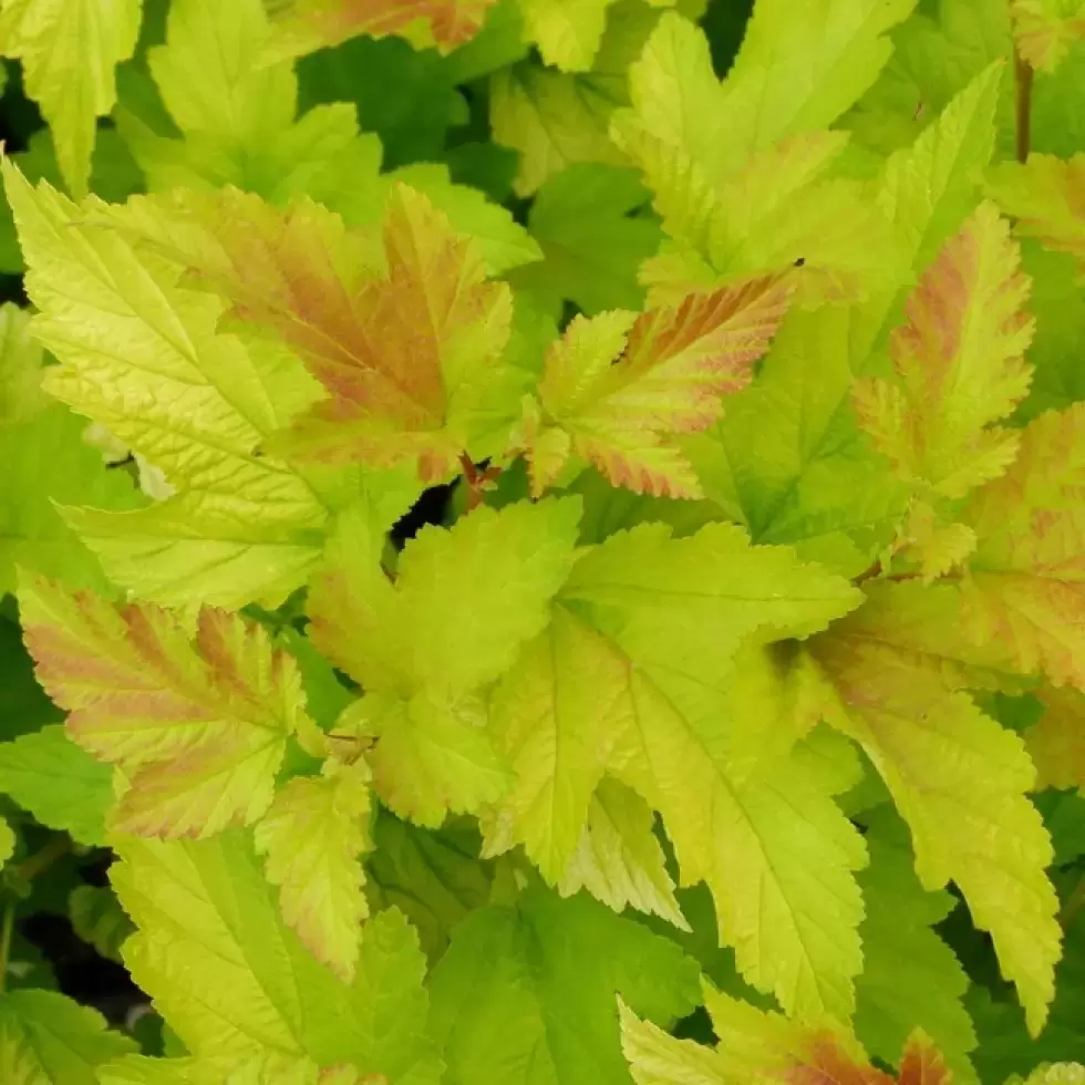 Physocarpus opulifolius 'Angel Gold' - Cowell's Garden Centre | Woolsington
