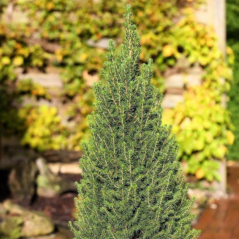 Picea glauca 'Conica Perfecta' 2.3L - Cowell's Garden Centre | Woolsington