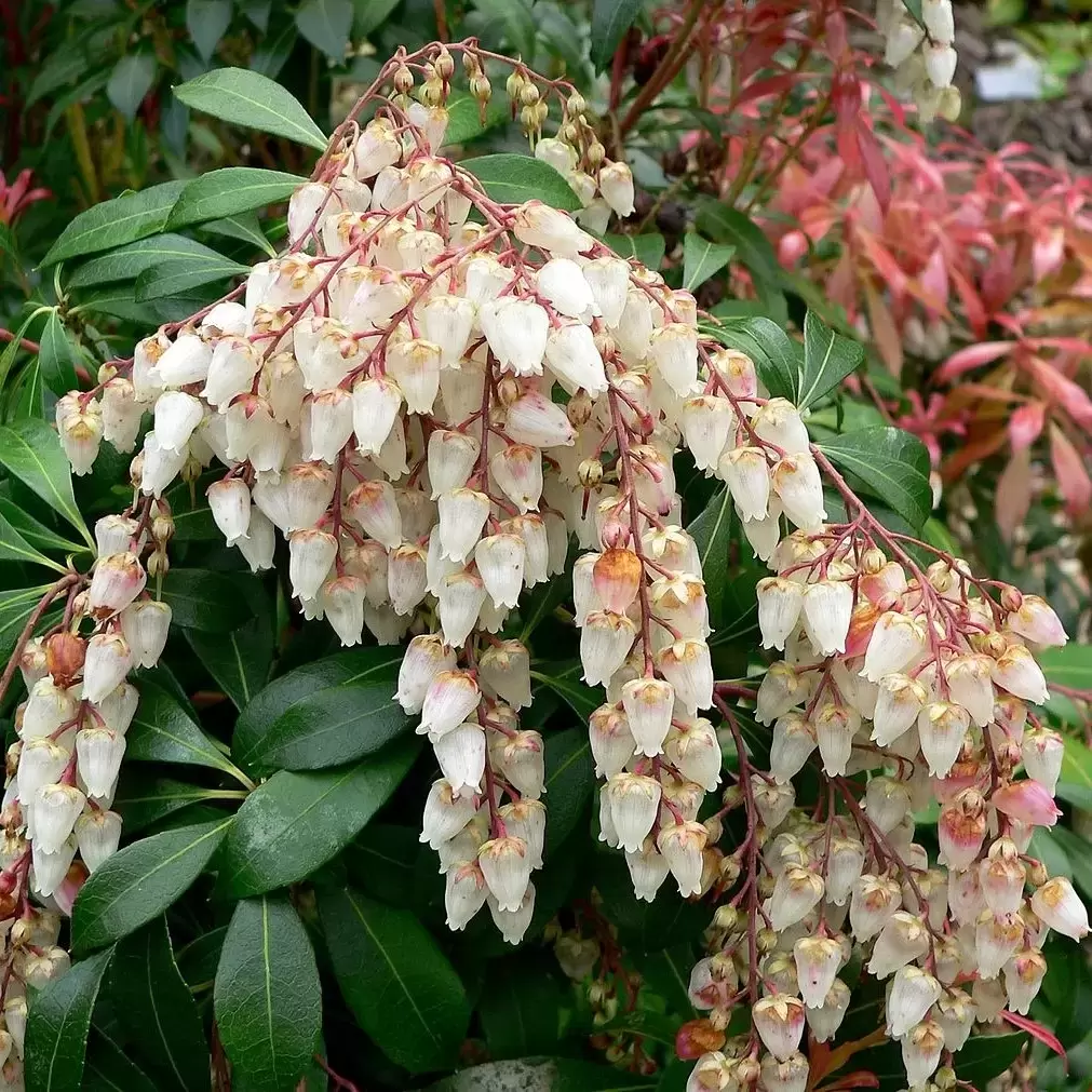 Pieris japonica 'Bonfire' 2.3L - Cowell's Garden Centre | Woolsington