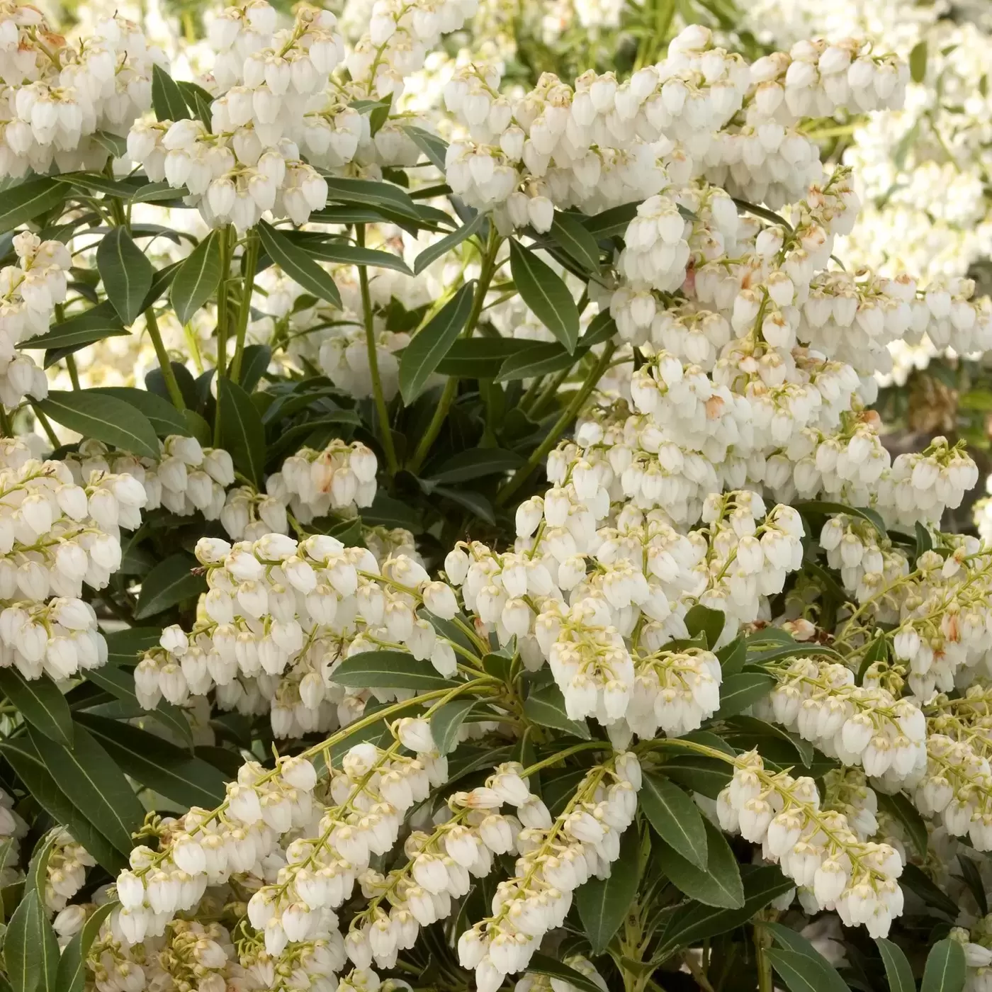 Pieris japonica 'Purity' 10L - Cowell's Garden Centre | Woolsington