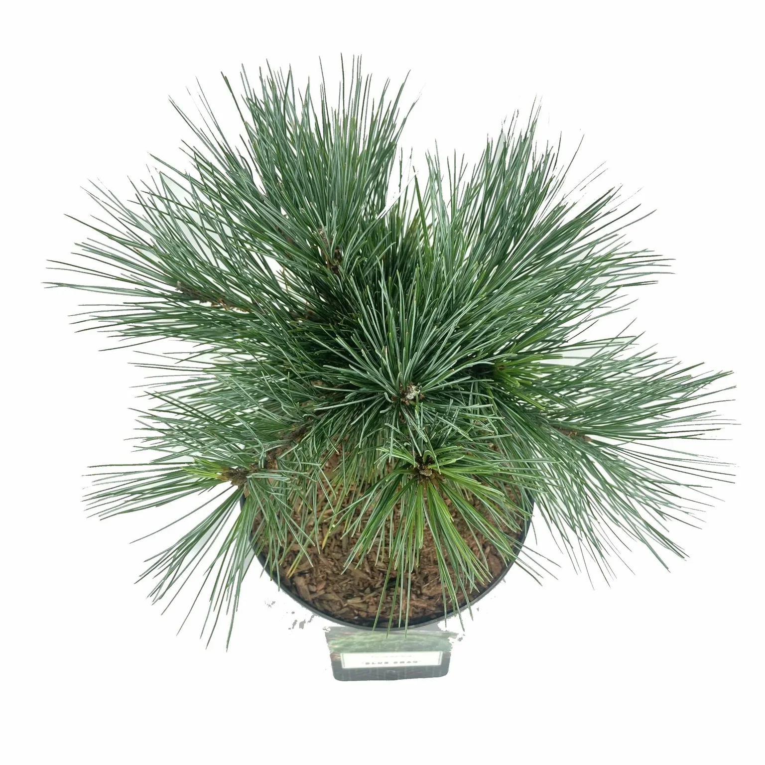 Pinus strobus 'Blue Shag' - Cowell's Garden Centre | Woolsington