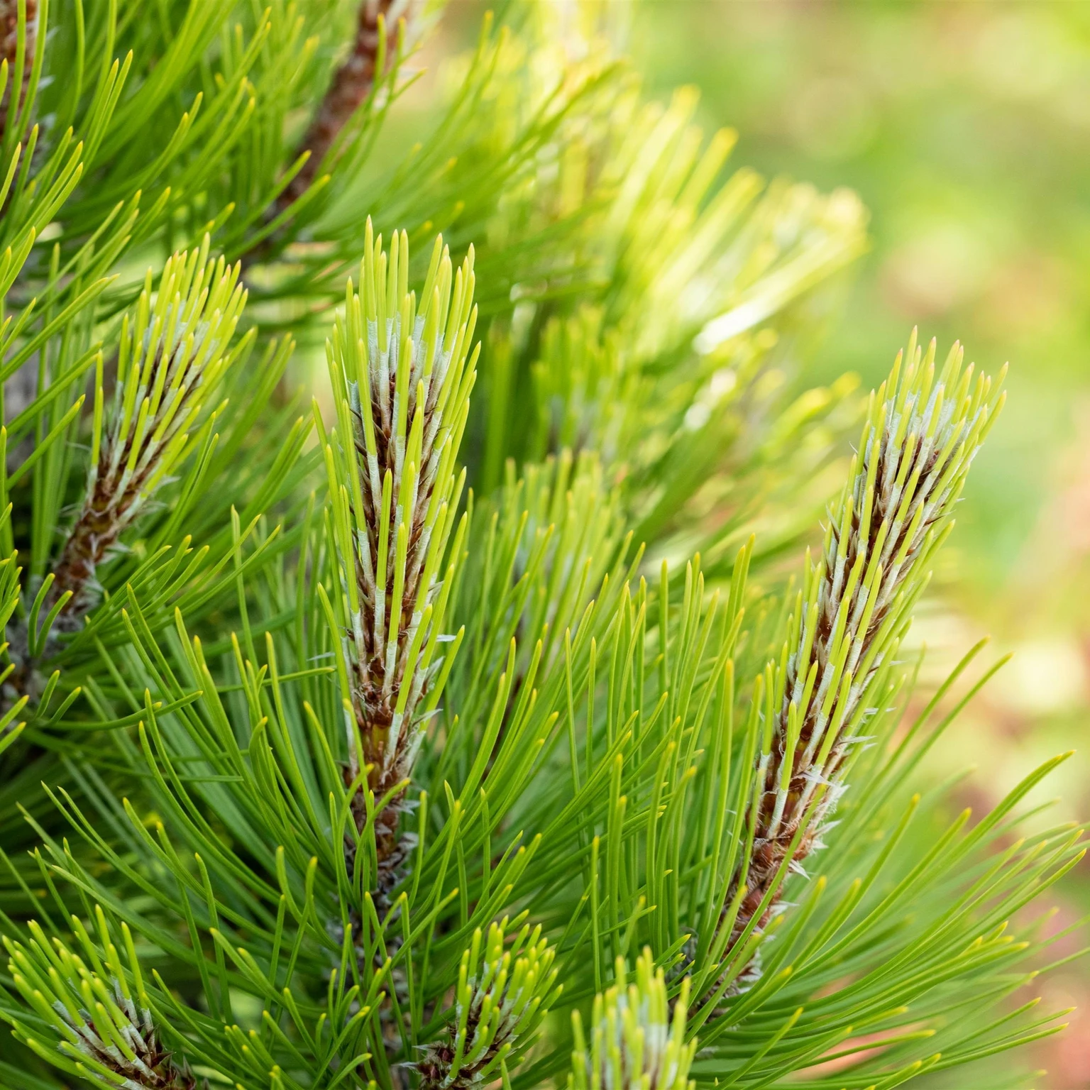 Pinus heldreichii 'Compact Gem' - Cowell's Garden Centre | Woolsington