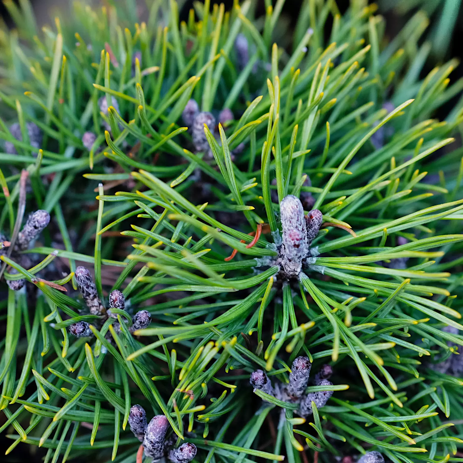 Pinus mugo 'Mops' 2.3L - Cowell's Garden Centre | Woolsington