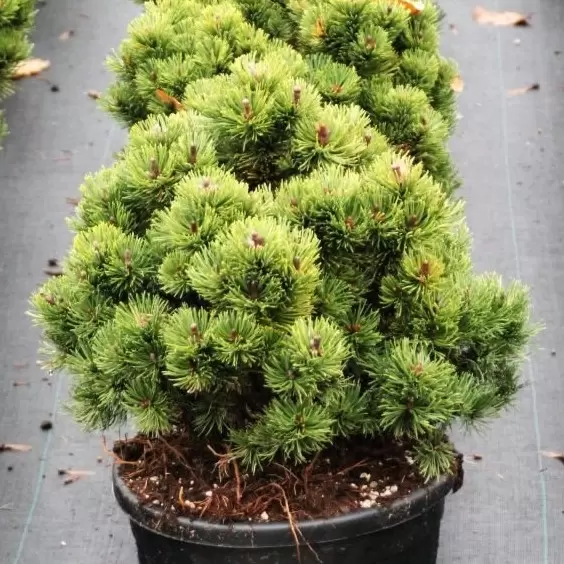 Pinus mugo 'Picobello' 2.3L - Cowell's Garden Centre | Woolsington