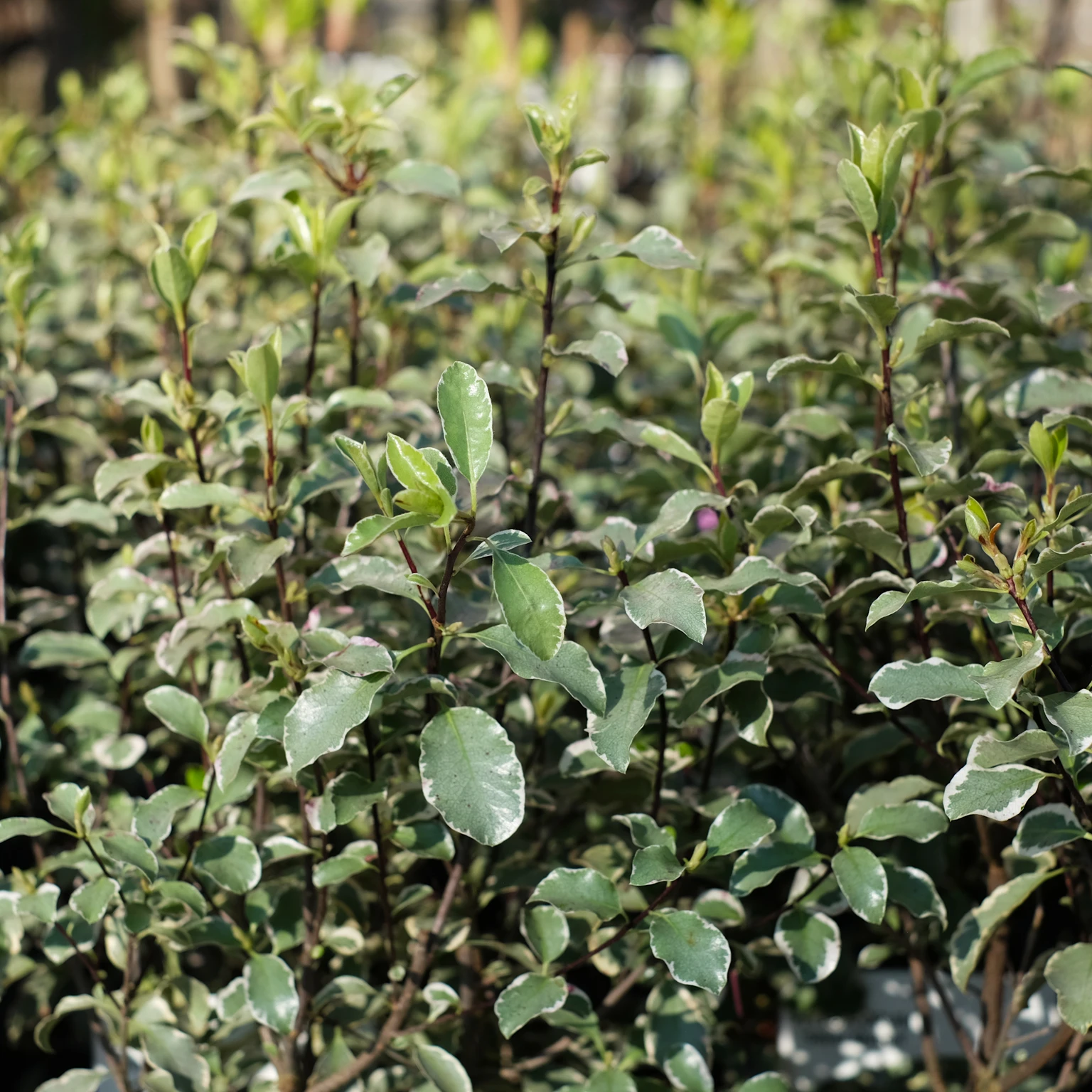 Pittosporum tenuifolium 'Silver Queen' 5L - Cowell's Garden Centre ...