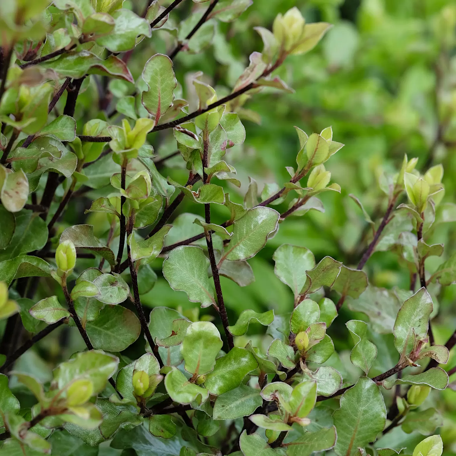 Pittosporum tenuifolium 'Wrinkled Blue' 2L - Cowell's Garden Centre ...