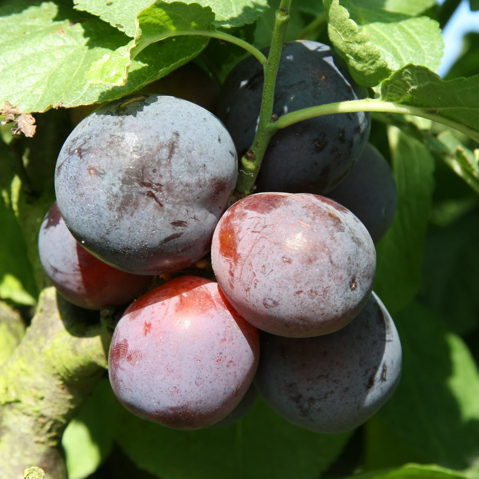 Plum (Prunus) 'Czar' VVA-1 - Cowell's Garden Centre | Woolsington
